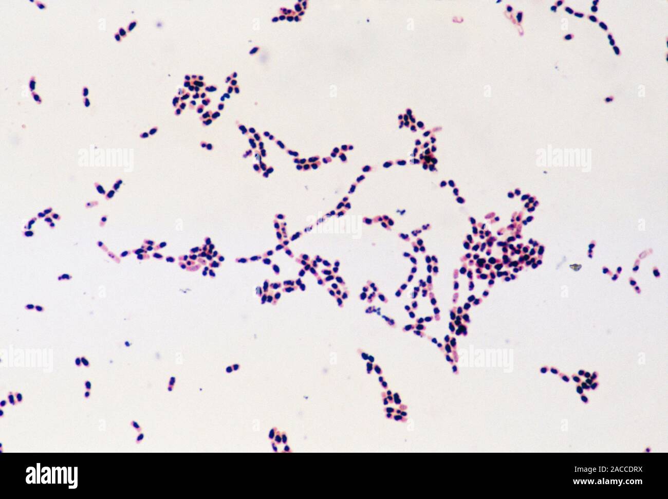 Light micrograph of a colony of Bacillus cereus, a species of Gram ...