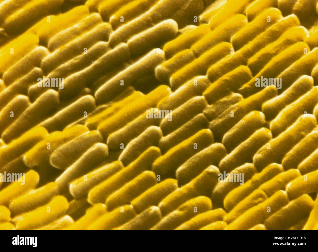 False-colour scanning electron micrograph (SEM) of a colony of Bacillus ...