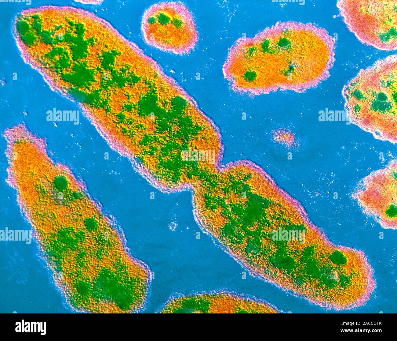 False Colour Transmission Electron Micrograph Tem Of The Rod Shaped Gram Negative Bacteria