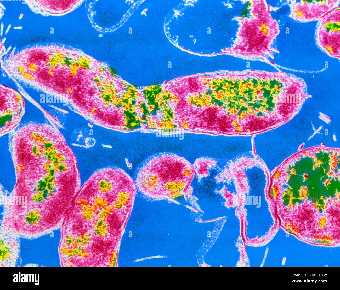 False-colour transmission electron micrograph (TEM) of a group of the bacteria Helicobacter ...