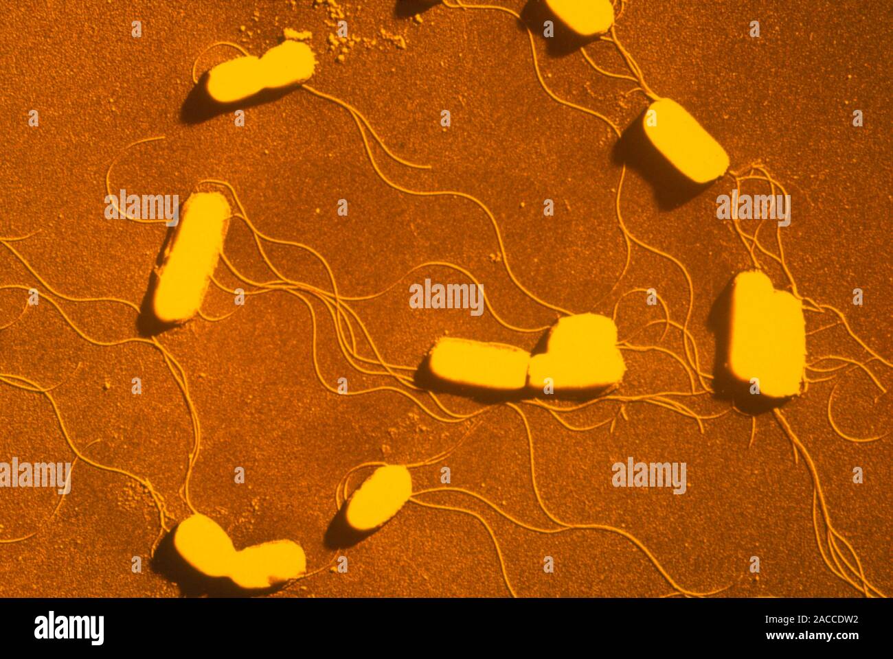 False Colour Transmission Electron Micrograph Tem Of A Colony Of Listeria Monocytogenes An