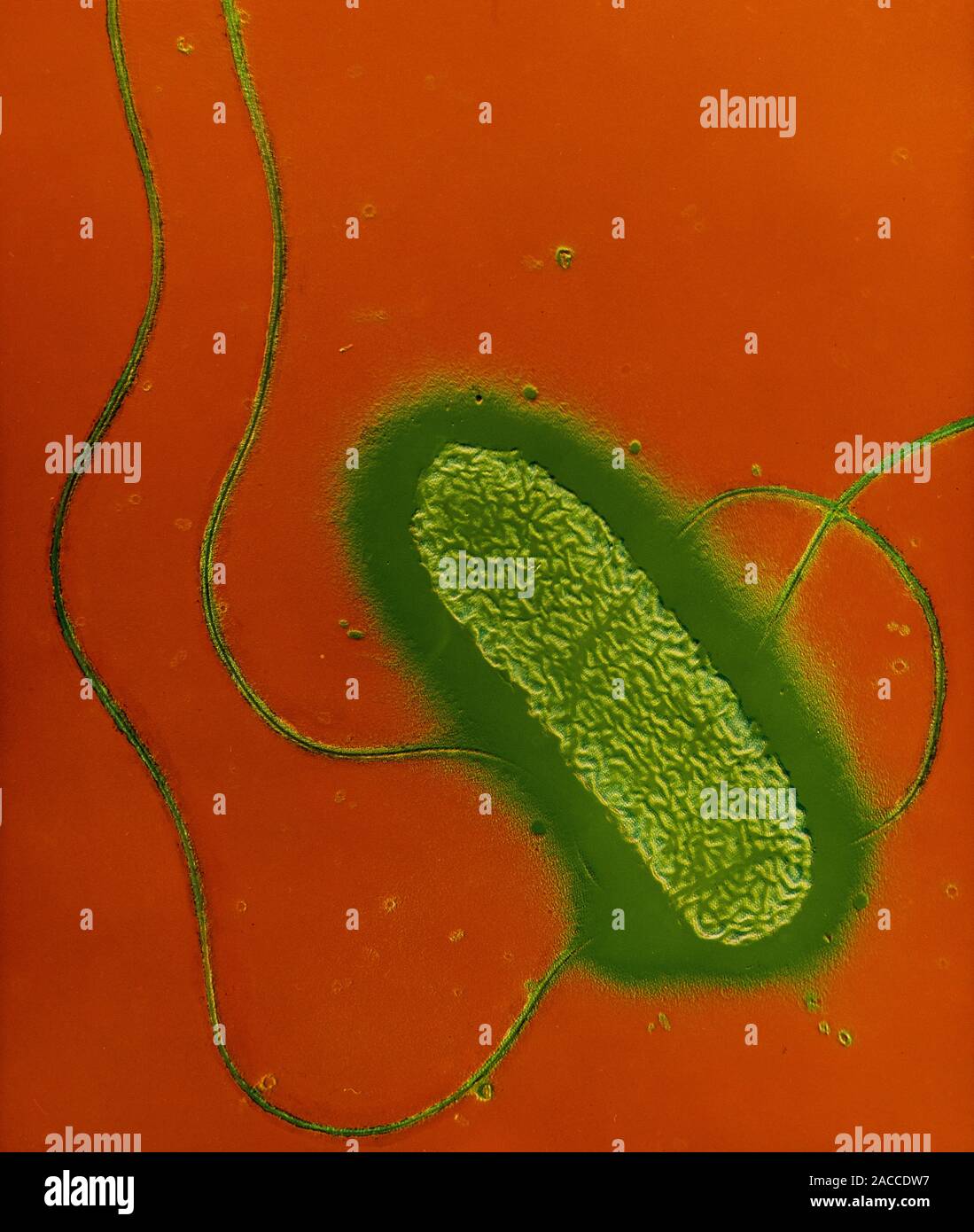 False-colour transmission electron micrograph of the bacterium ...