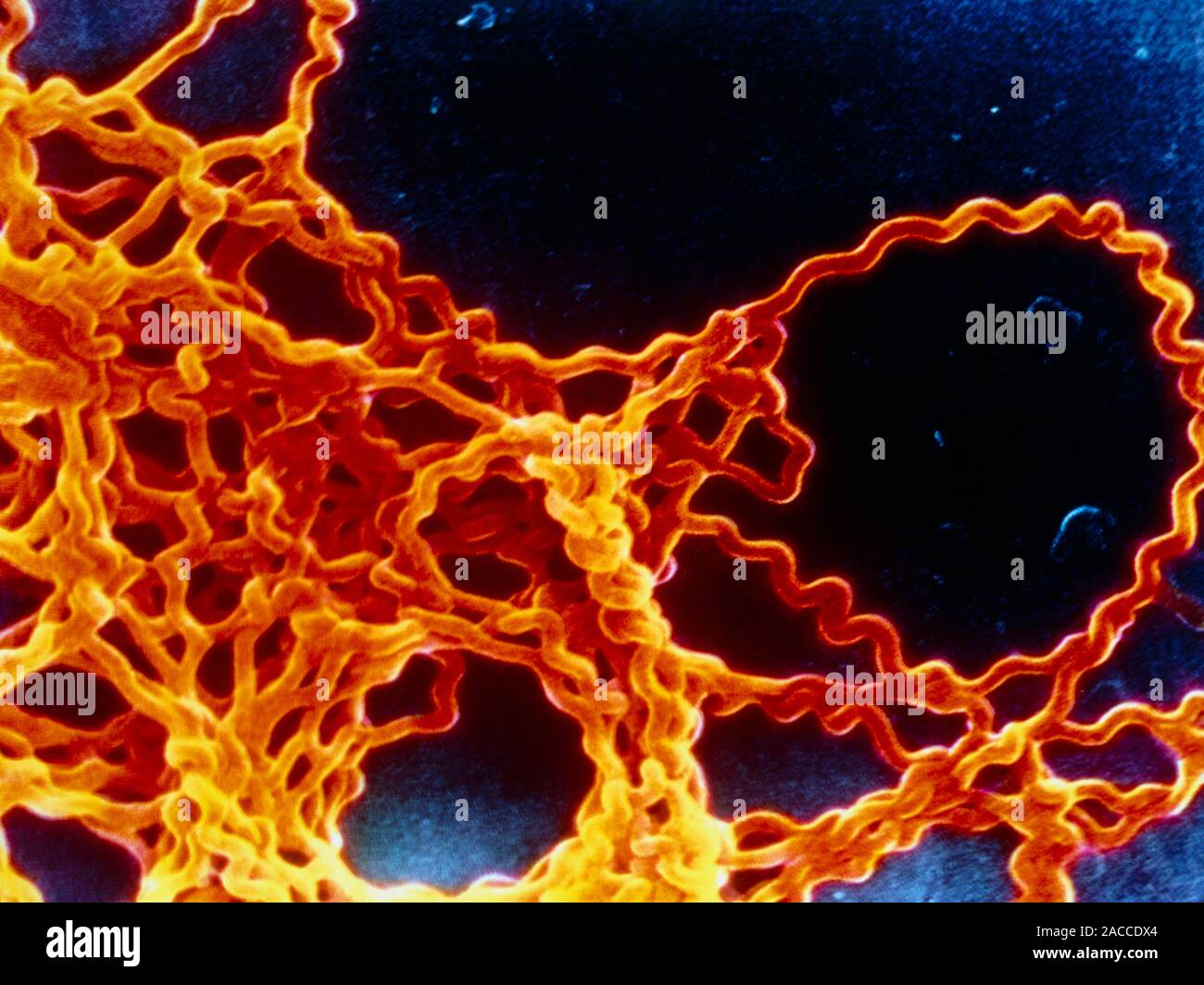 False-colour scanning electron micrograph of Leptospira sp. bacteria ...