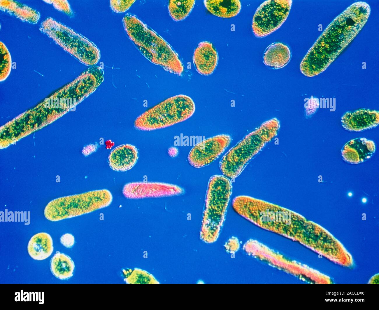 Coloured transmission electron micrograph of the Gram-negative, rod ...