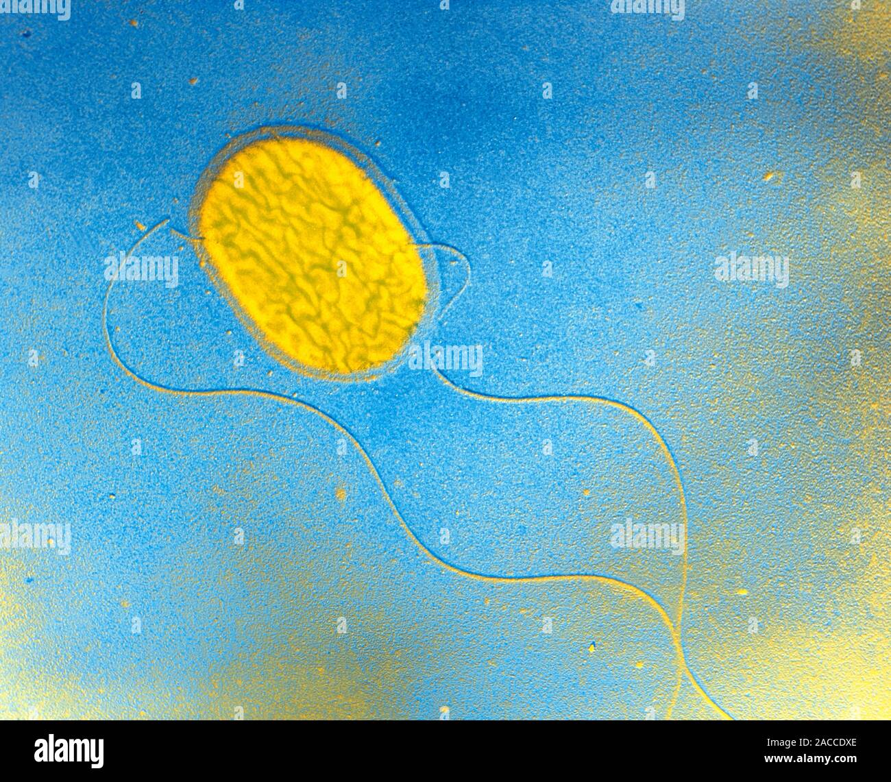 False Colour Transmission Electron Micrograph Tem Of The Bacterium Salmonella Typhimurium A