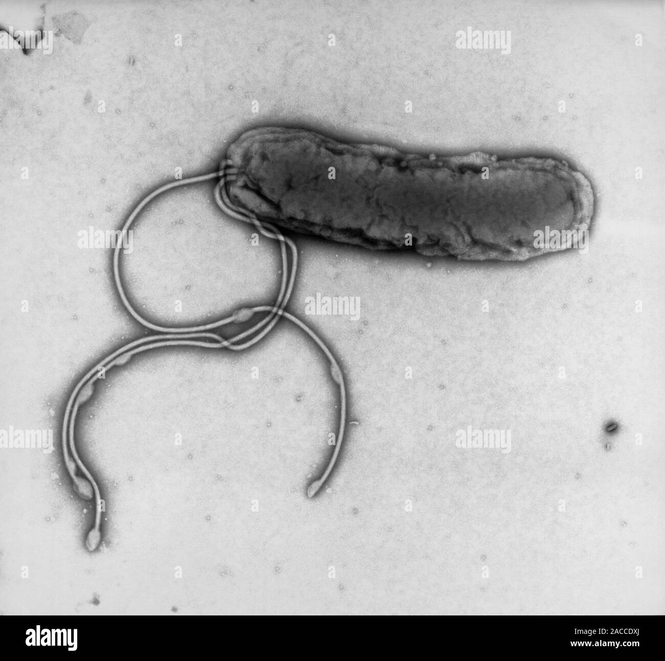 Transmission electron micrograph of the bacterium Helicobacter pylori ...
