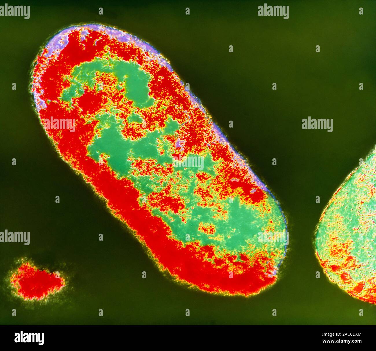 False-colour transmission electron micrograph of a rod-shaped bacterium ...