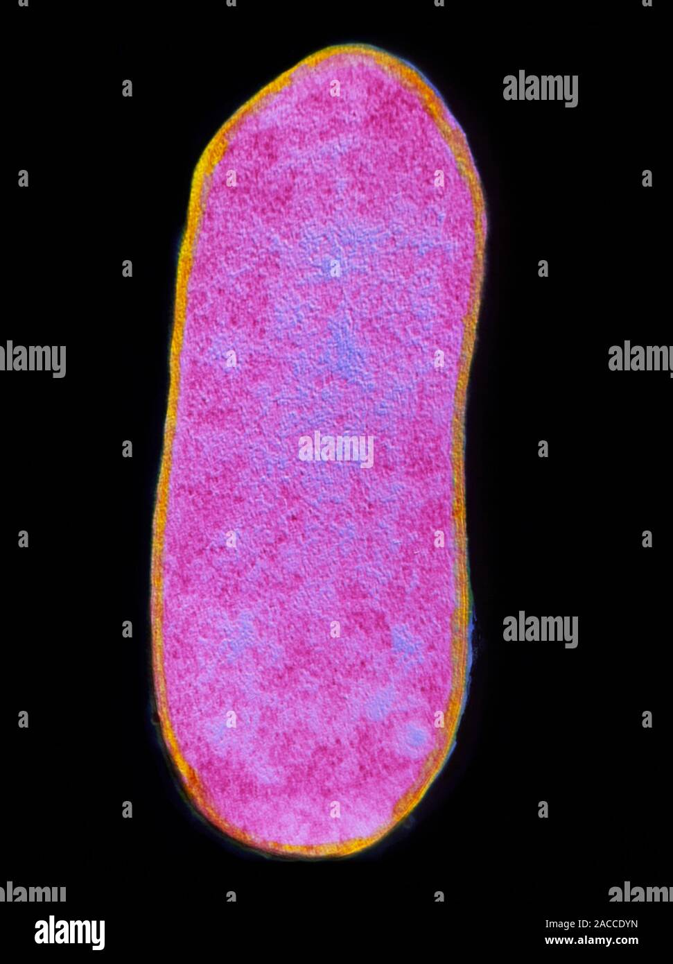 False-colour transmission electron micrograph (TEM) of Salmonella typhi ...