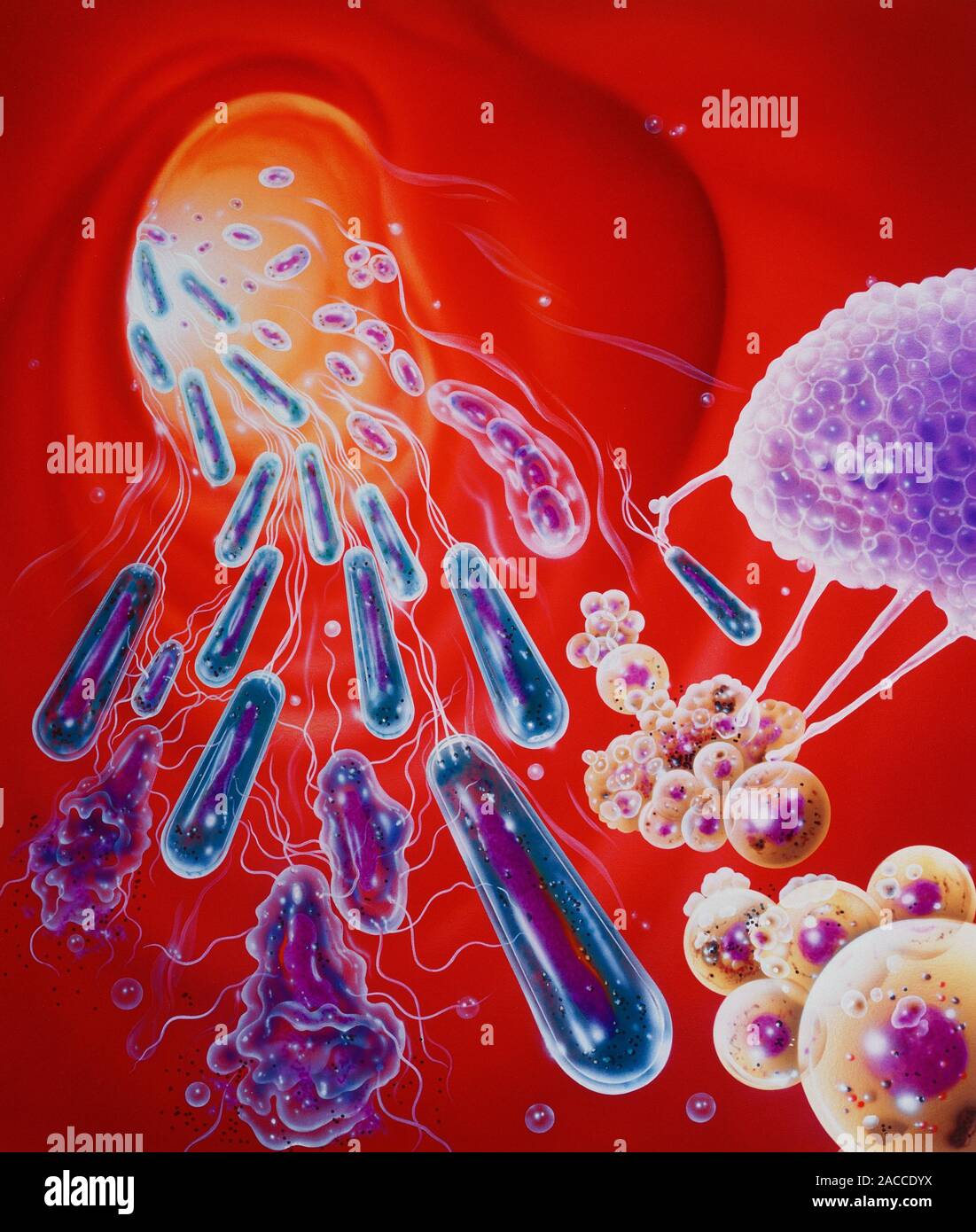 Illustration of an antibiotic acting on bacteria. Antibiotics are a ...