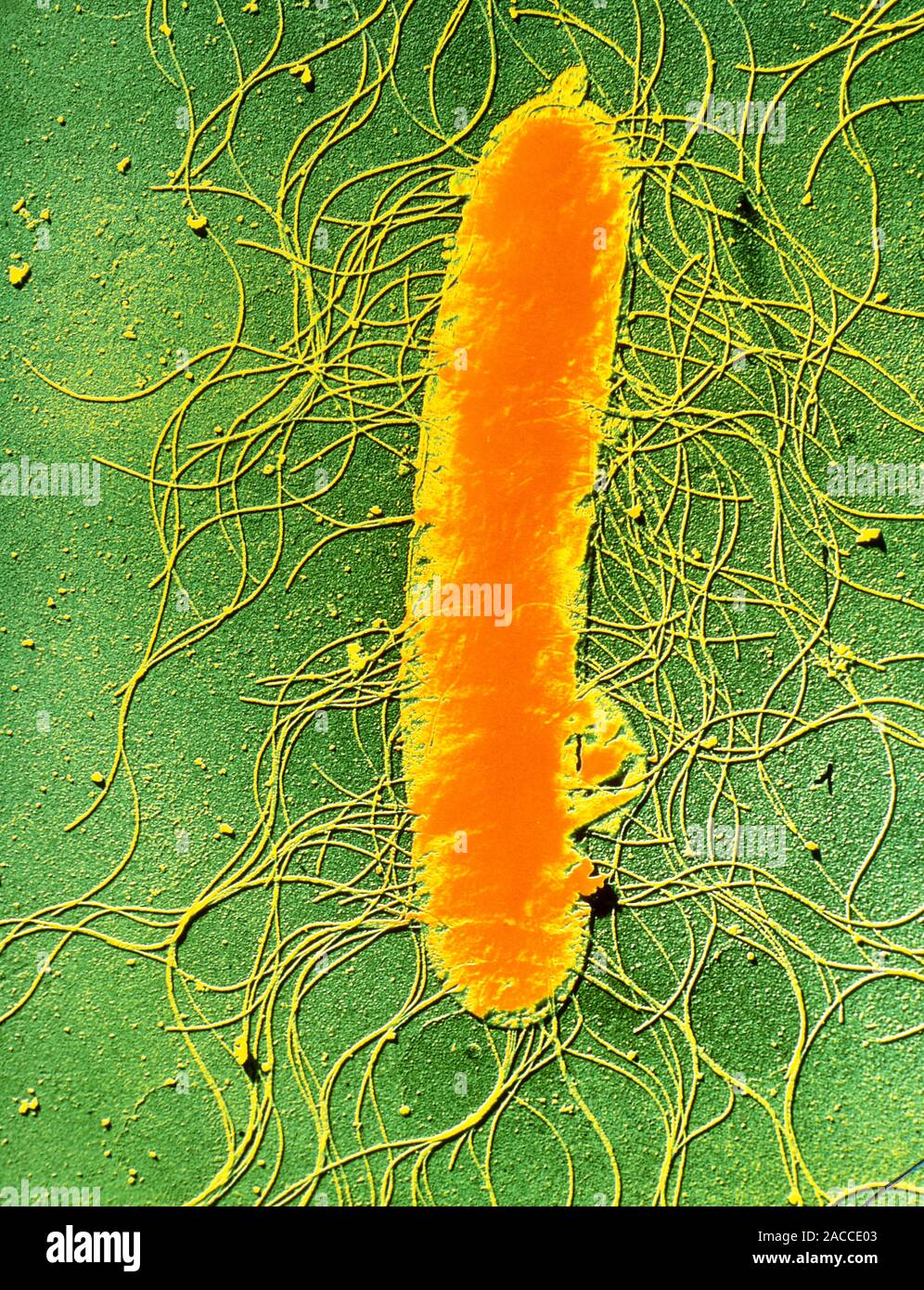 False-colour transmission electron micrograph of the bacterium Proteus ...
