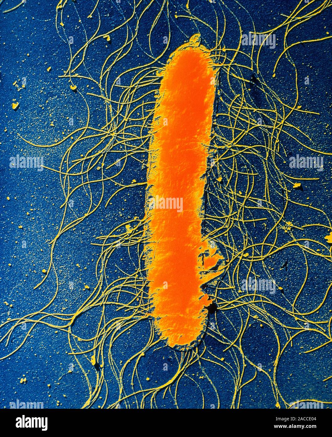 False-colour transmission electron micrograph of the bacterium Proteus ...