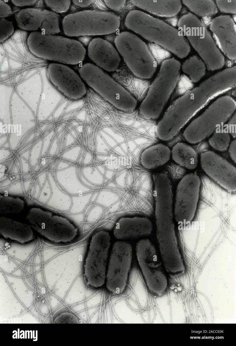 Transmission electron micrograph of Salmonella enteritidis, a rod ...