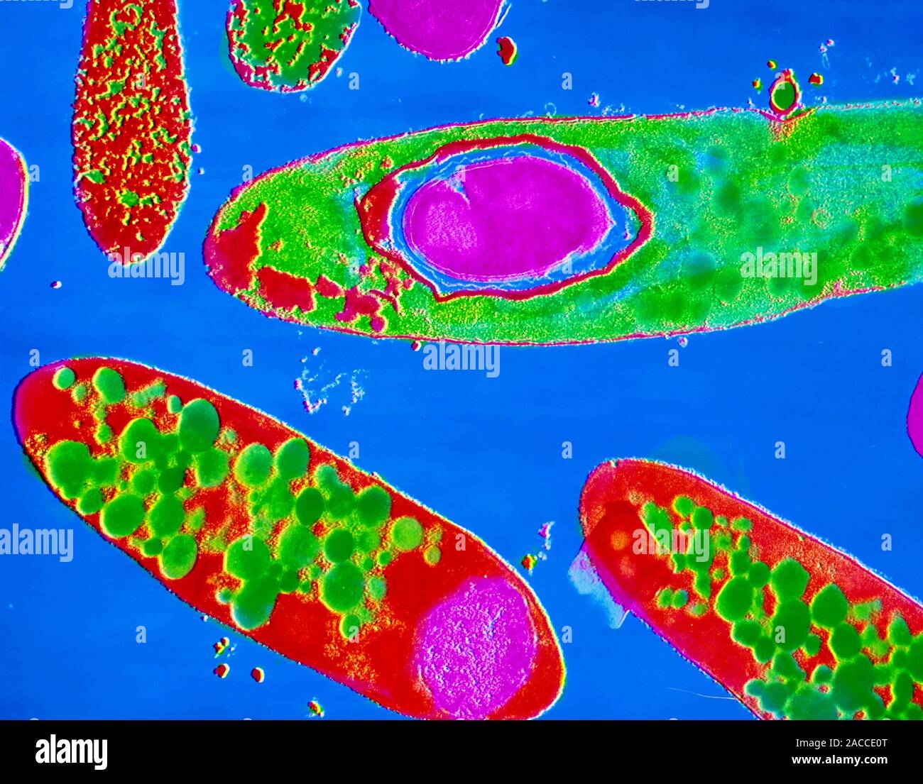False-colour transmission electron micrograph (TEM) of Clostridium ...