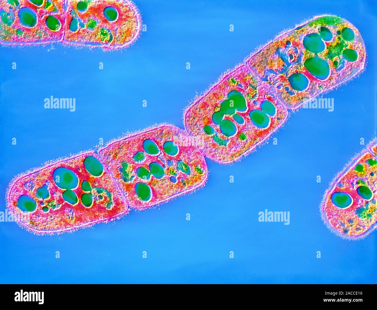 False-colour transmission electron micrograph (TEM) of Bacillus ...