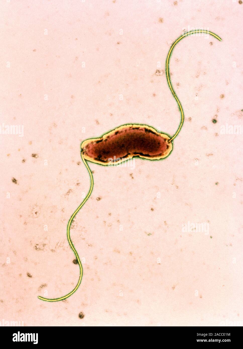 False-colour transmission electron micrograph (TEM) of the bacterium ...