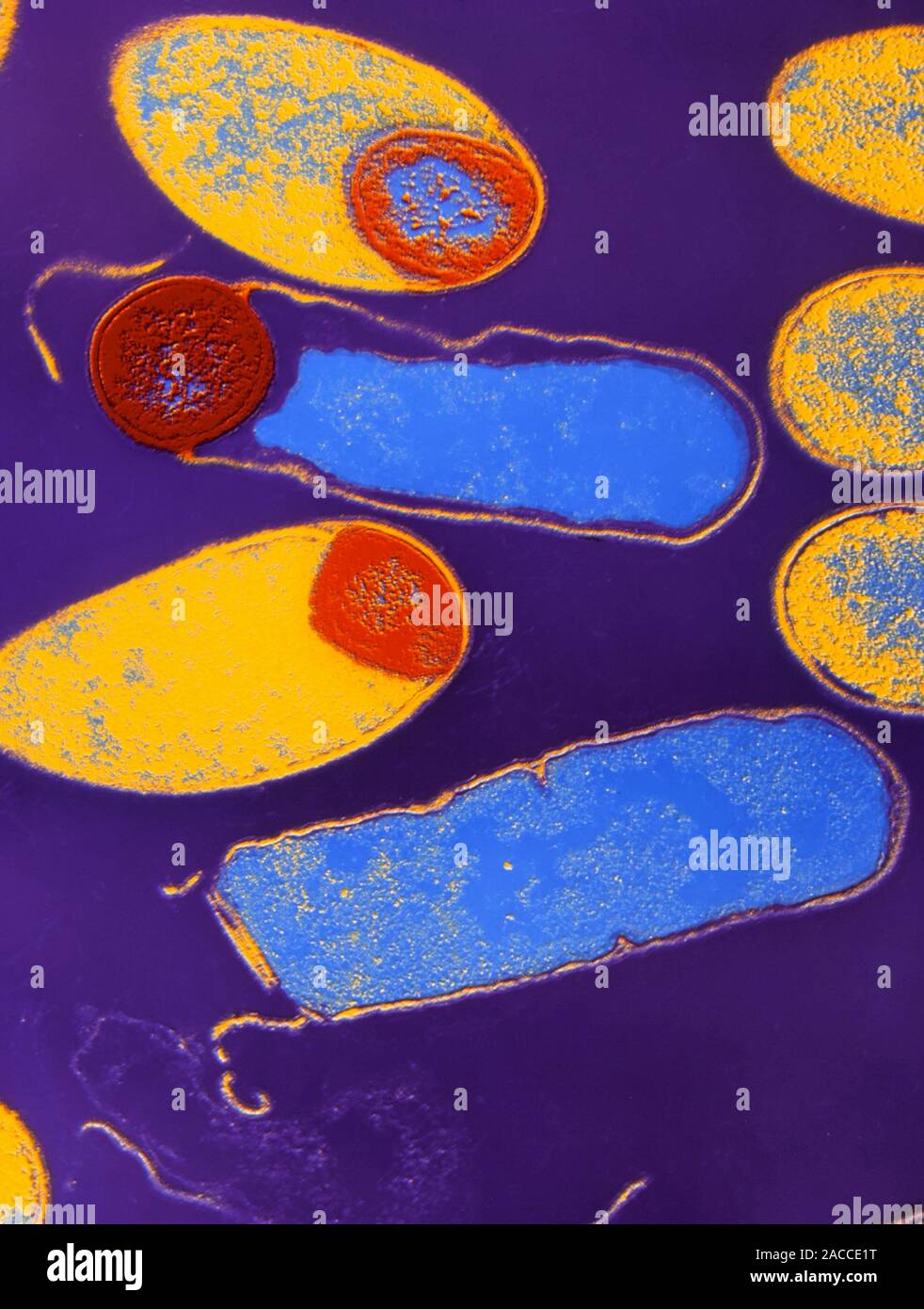 Coloured transmission electron micrograph (TEM) of the bacteria ...