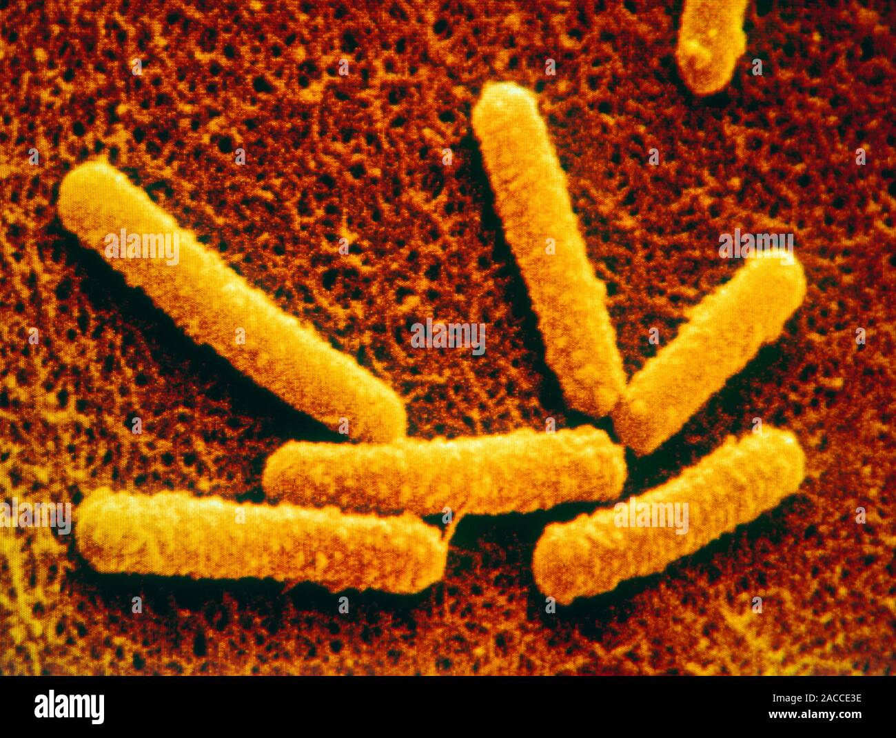 Hay Bacillus. Coloured scanning electron micrograph of Bacillus ...