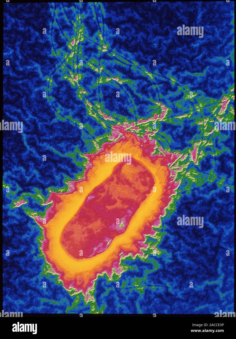 Salmonella Coloured Transmission Electron Micro Graph Tem Of A Single Salmonella Enteritidis