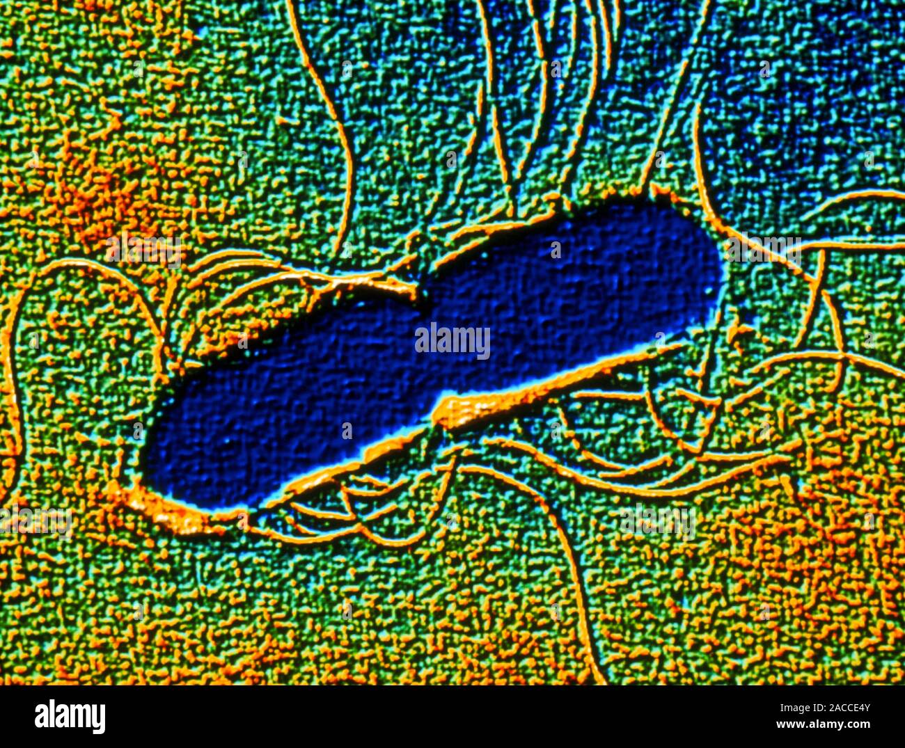 Food poisoning bacterium. Coloured scanning electron micrograph of the ...