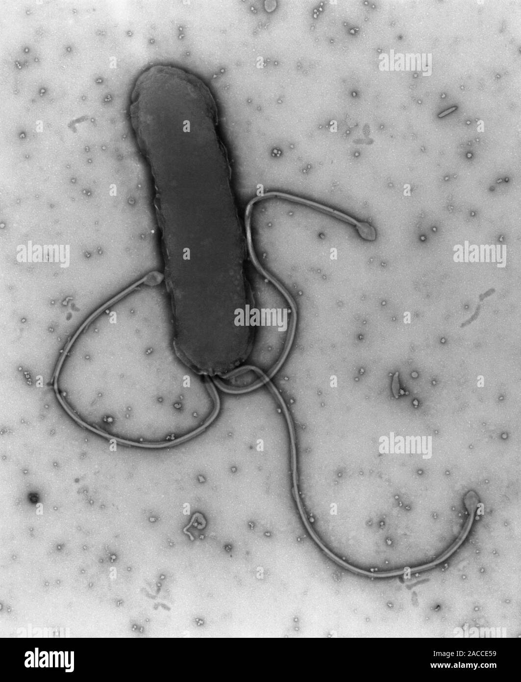 Helicobacter pylori. Transmission electron micro- graph (TEM) of a ...