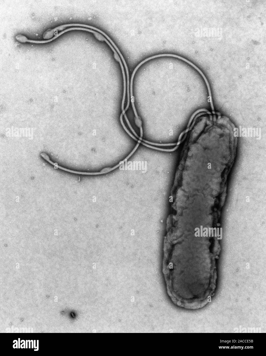 Helicobacter pylori. Transmission electron micro- graph (TEM) of a ...