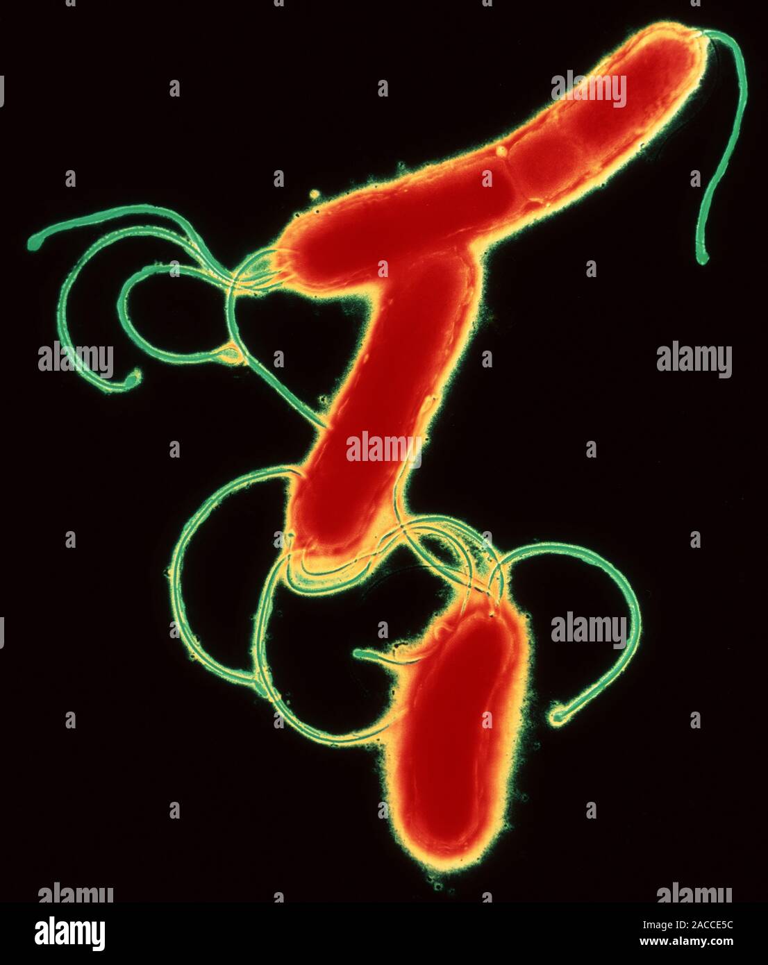 Coloured transmission electron micrograph (TEM) of the bacteria Helicobacter pylori (formerly ...
