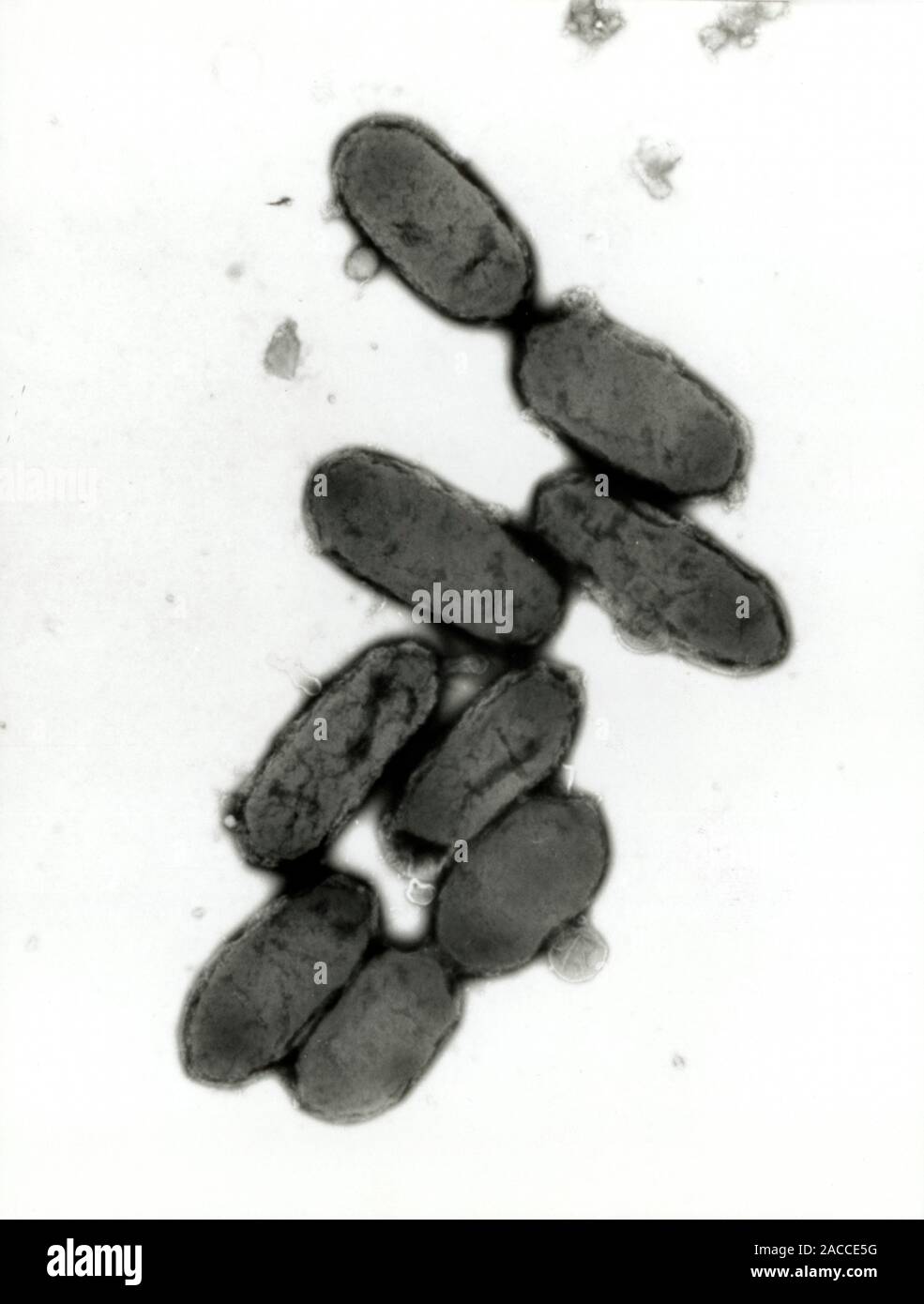 Transmission electron micrograph of Yersinia pestis, the bacterium ...