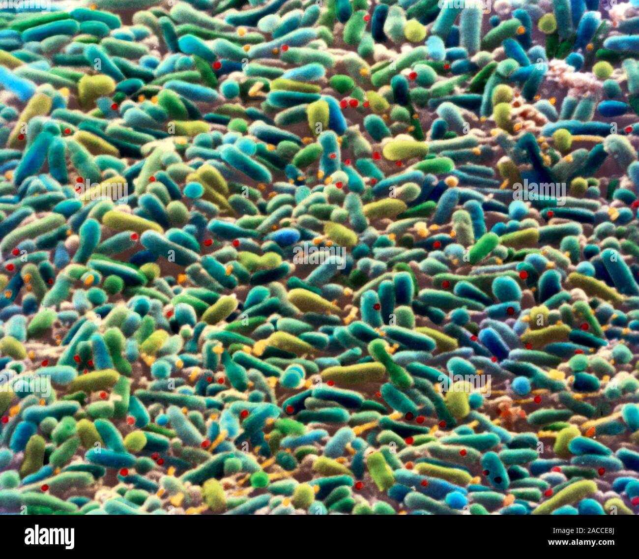 Mycobacterium tuberculosis. Coloured Scanning electron micrograph of a colony of Mycobacterium ...