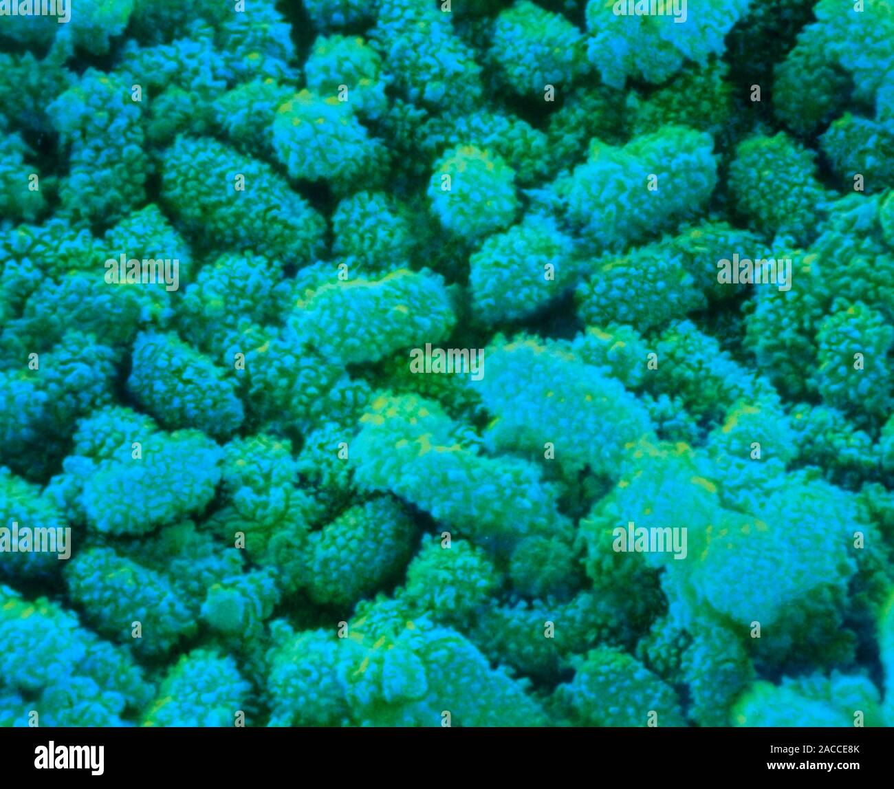 Haemophilus influenzae. Coloured Scanning Electron Micrograph (SEM) of ...