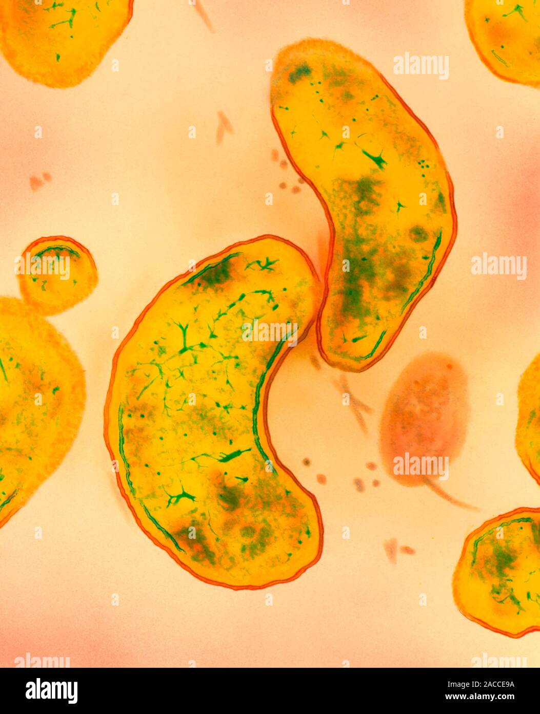 Campylobacter jejuni. Transmission electron micrograph of a thin ...