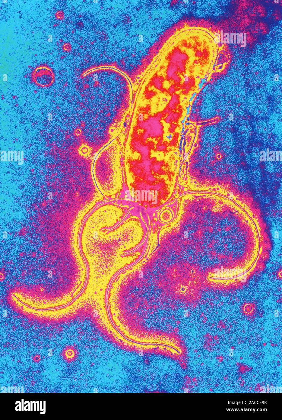 Helicobacter pylori. Coloured transmission electron micrograph (TEM) of a Helicobacter pylori ...
