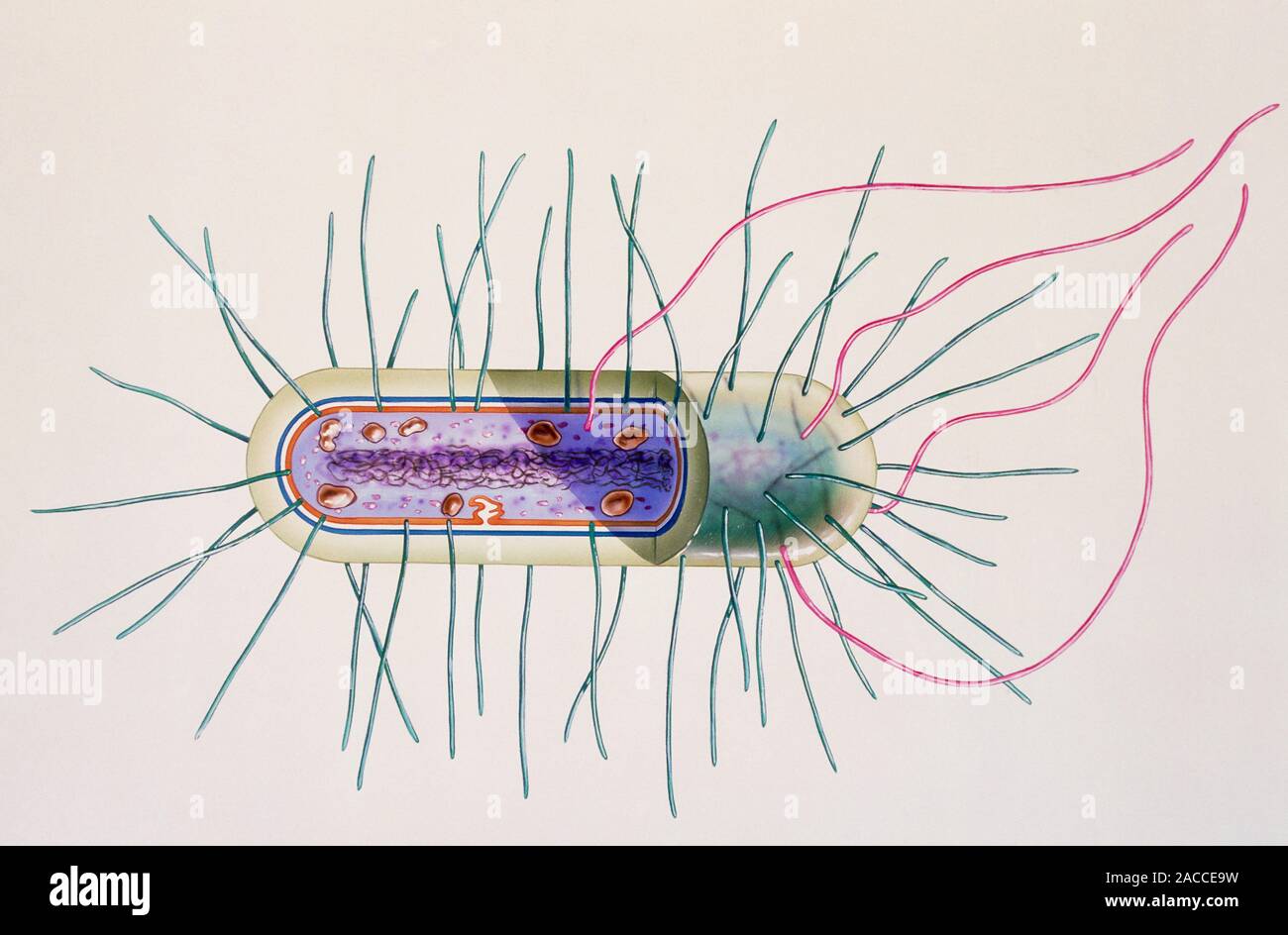 Bacterial cell. Illustration of a typical bacterial cell, sectioned to reveal its internal ...