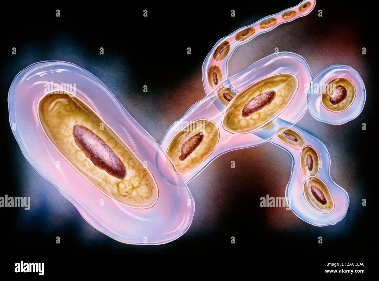 Haemophilus Influenzae Gram Stain Haemophilus Influenzae: