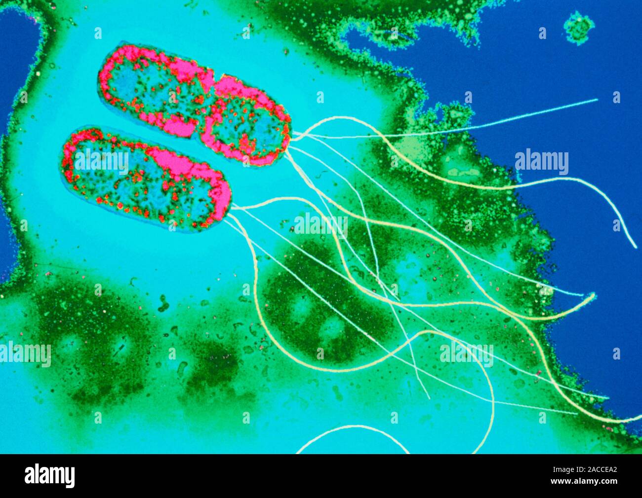 Pseudomonas sp. bacteria, coloured transmission electron micrograph ...
