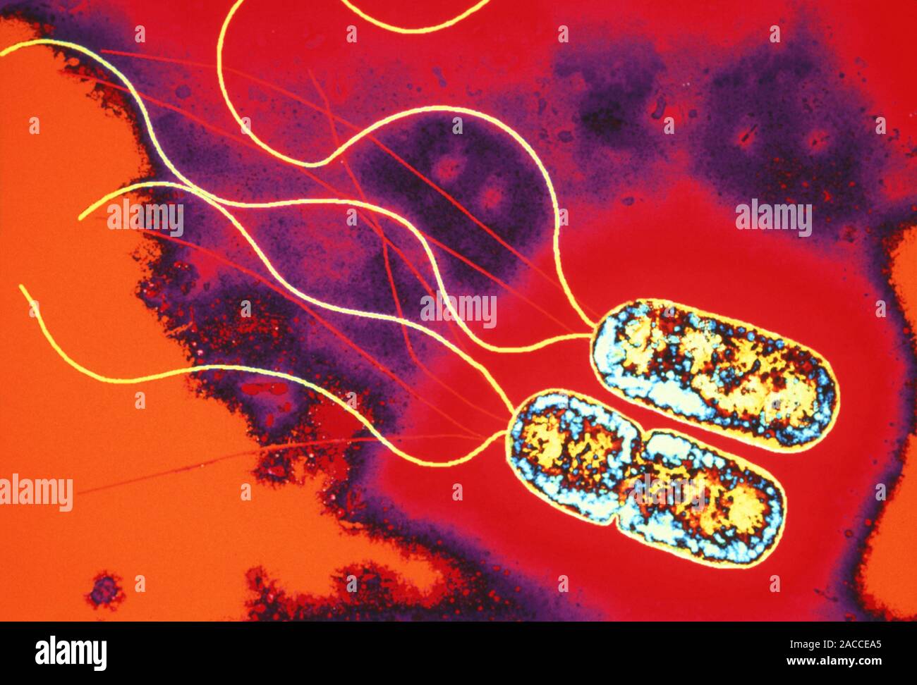 Pseudomonas sp. bacteria, coloured transmission electron micrograph ...