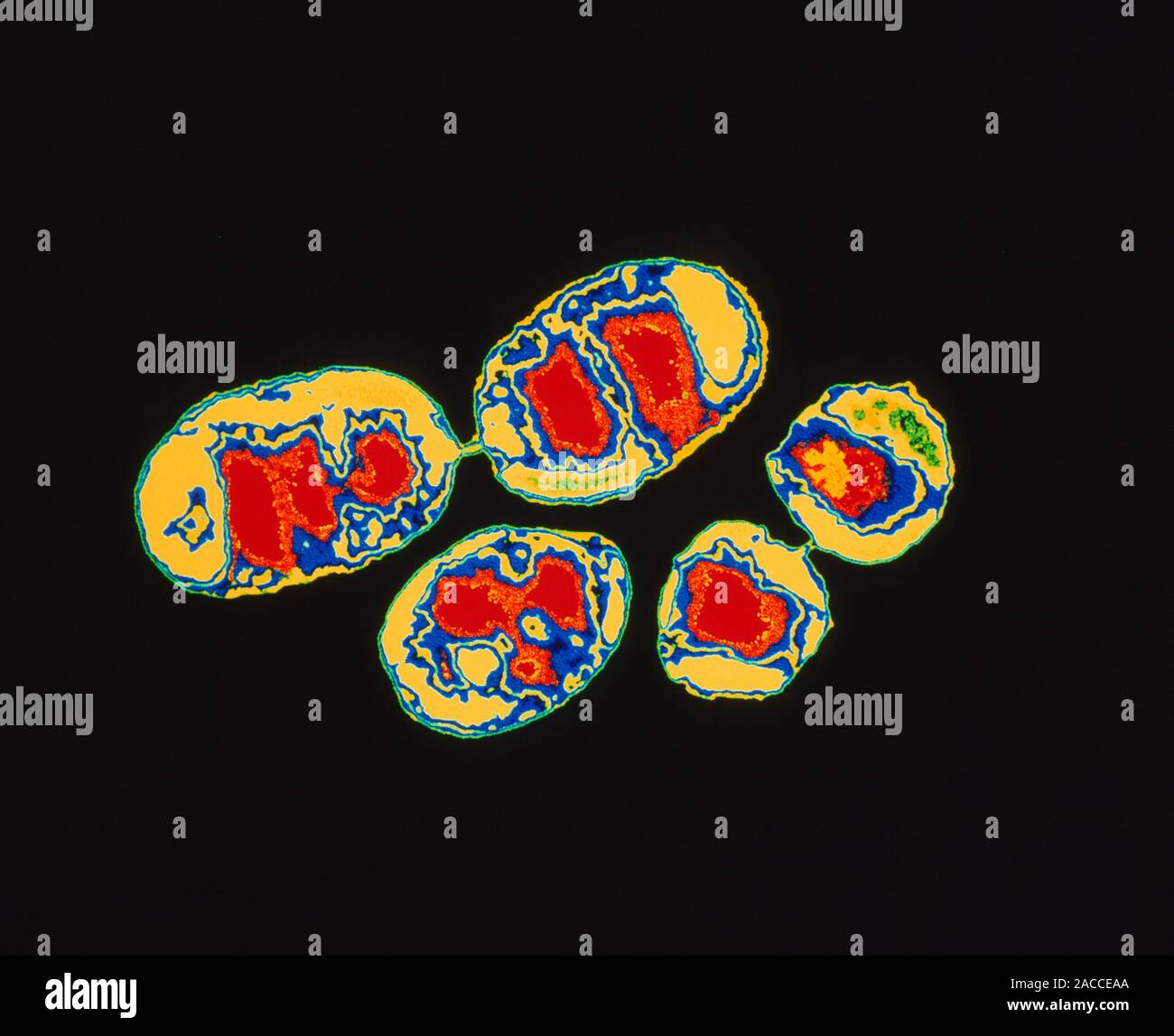 Methylobacter mesophilicum. Coloured transmission electron micrograph ...