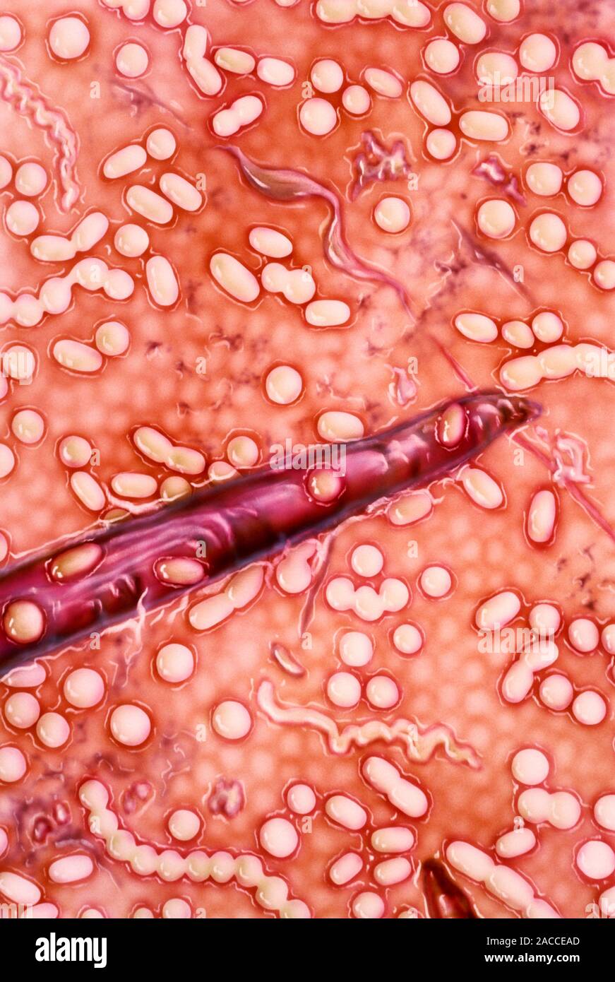 Intestinal bacteria. Artwork of bacteria (light- coloured spheres and ...