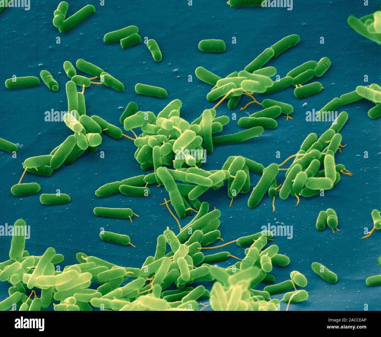 Pseudomonas aeruginosa. Coloured scanning electron micrograph (SEM) of ...