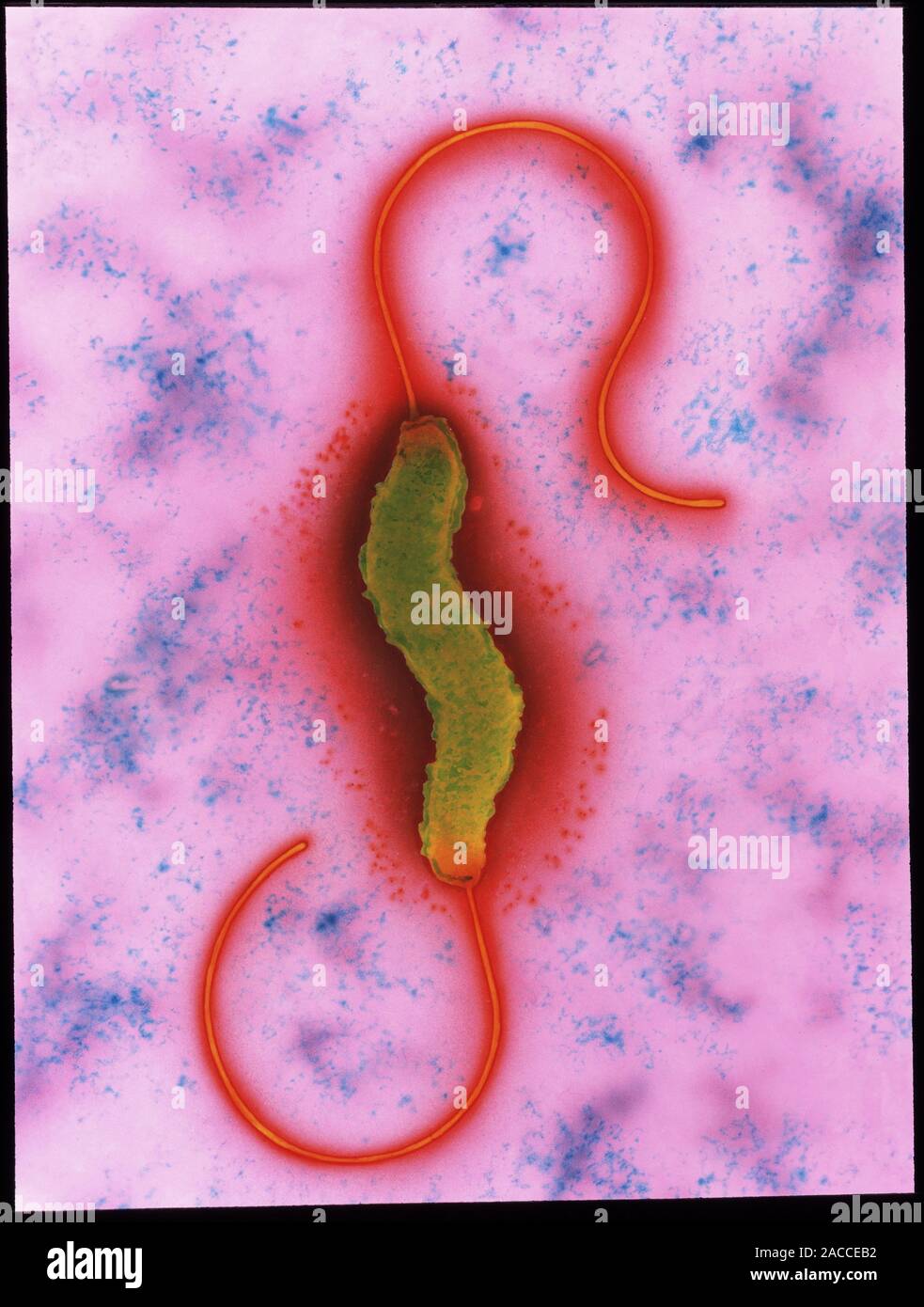 Campylobacter jejuni. Coloured transmission electron micrograph of the ...