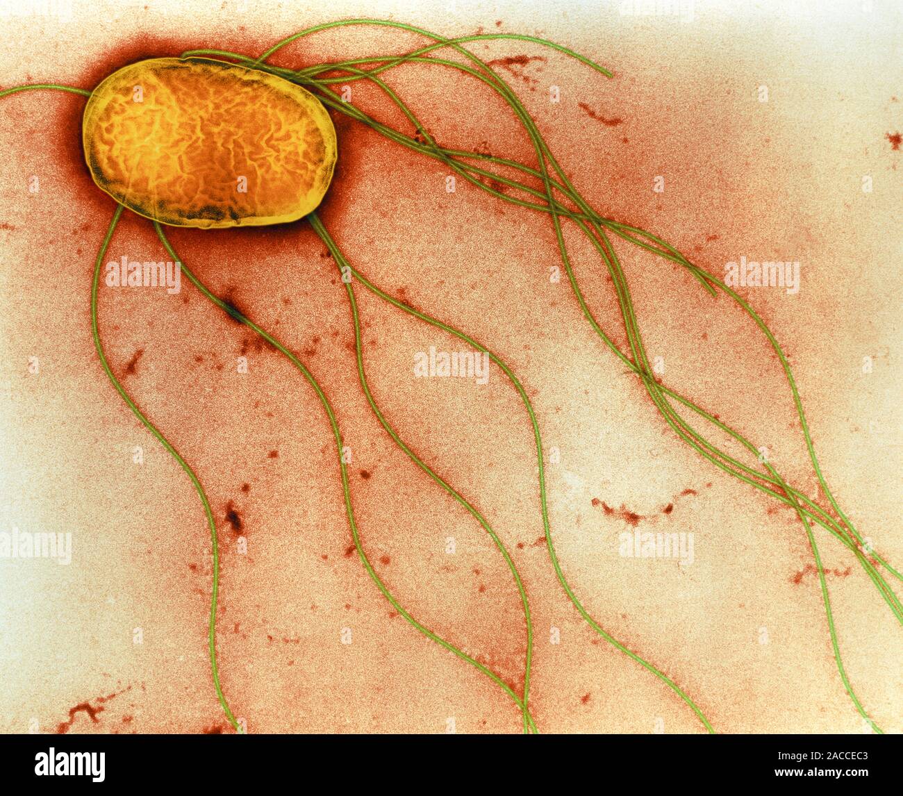 Salmonella bacterium. Coloured transmission electron micrograph (TEM ...