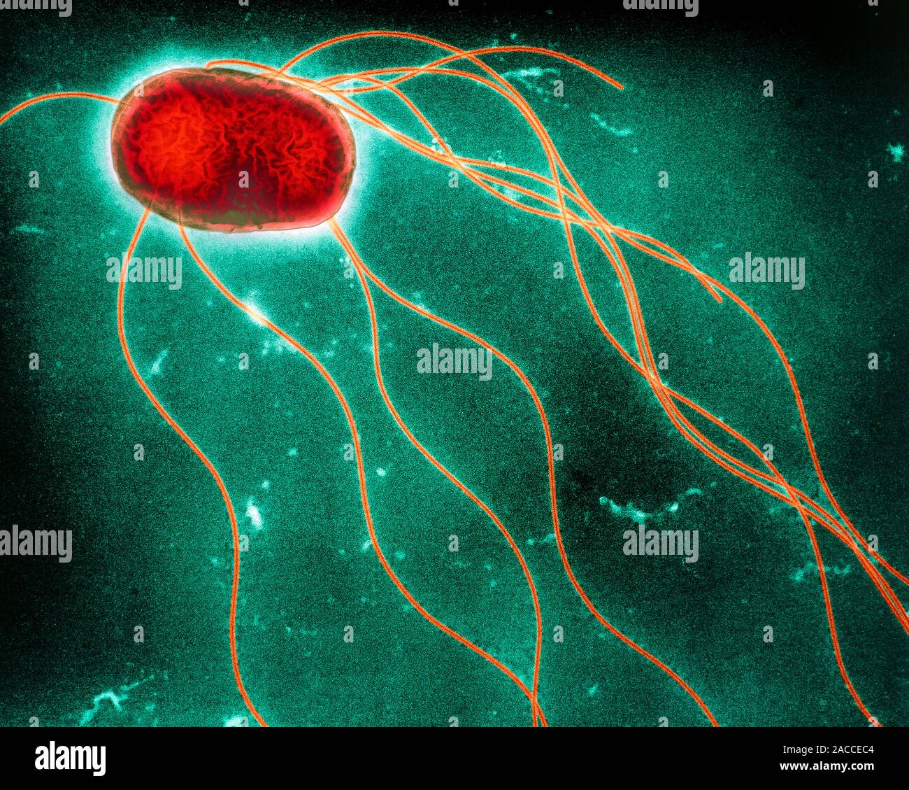 Salmonella bacterium. Coloured transmission electron micrograph (TEM ... Salmonella bacterium. Coloured transmission electron micrograph (TEM ...