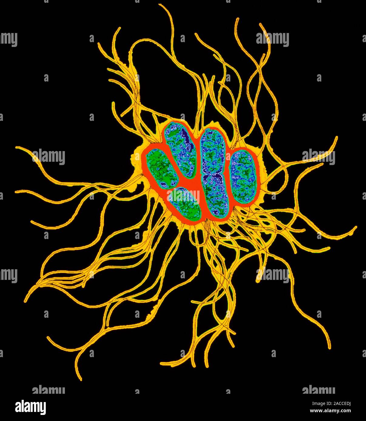 Salmonella bacteria. Coloured transmission electron micrograph (TEM) of ... Salmonella bacteria. Coloured transmission electron micrograph (TEM) of ...