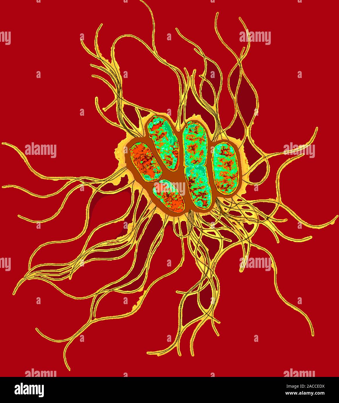 Salmonella sp. Coloured transmission electron micrograph (TEM) of a ...