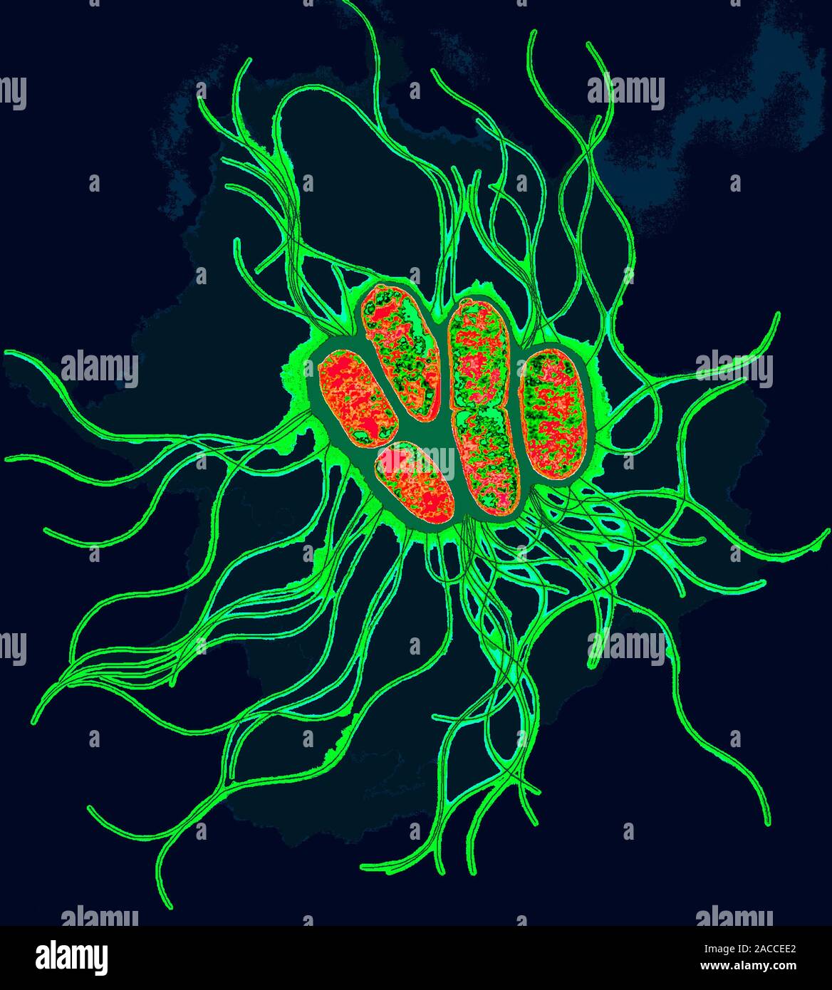 Salmonella sp. Coloured transmission electron micrograph (TEM) of a ...