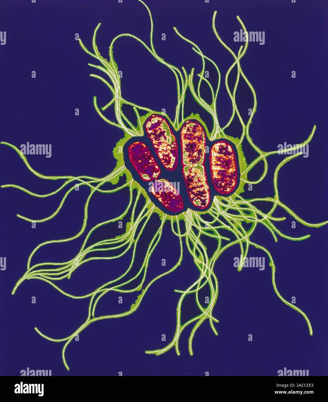 Salmonella sp. Coloured transmission electron micrograph (TEM) of a ...