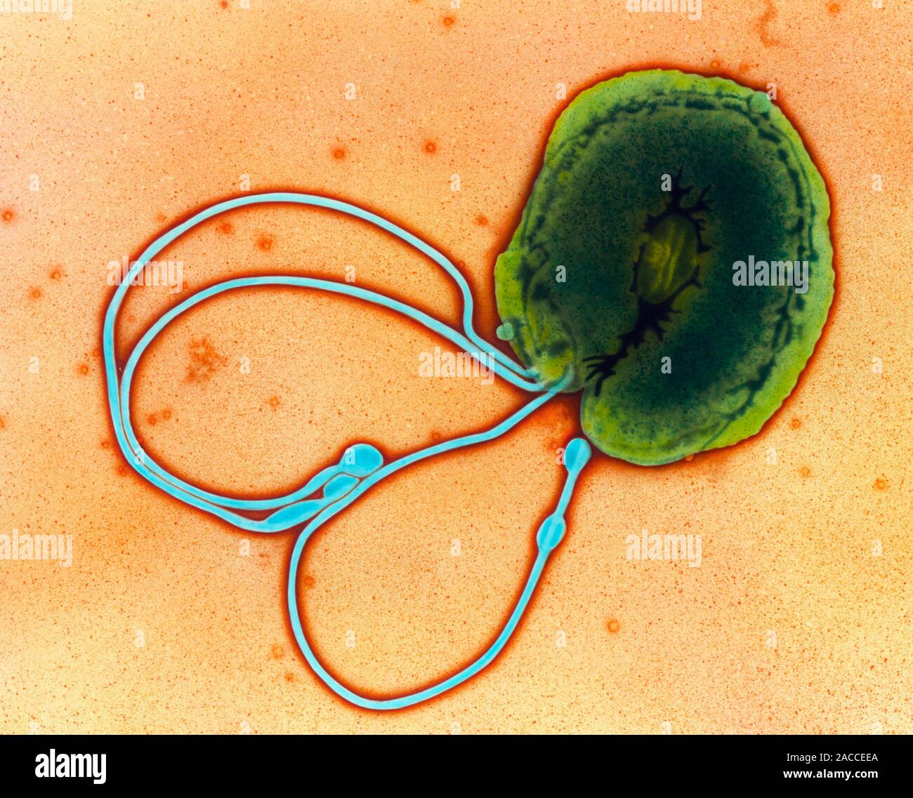 Helicobacter pylori bacterium. Coloured transmission electron micrograph (TEM) of a Helicobacter ...