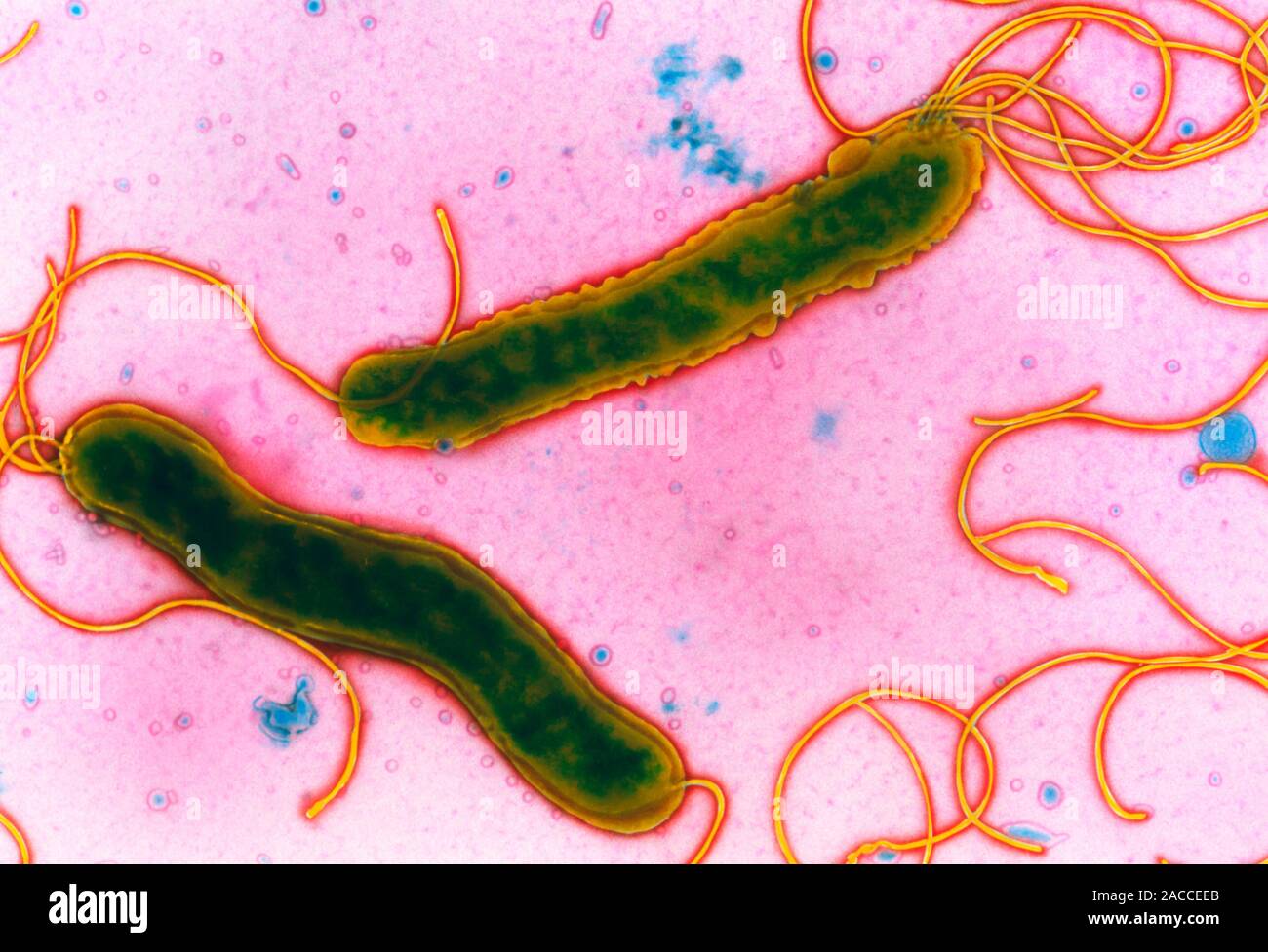 Helicobacter pylori bacteria. Transmission electron micrograph (TEM) of ...