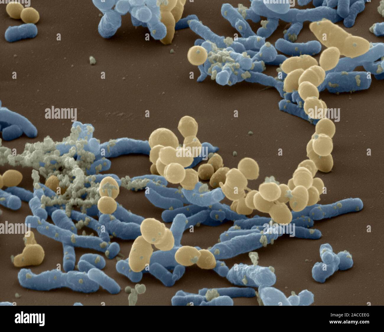 Lactobacillus bacteria. Coloured scanning electron micrograph (SEM) of ...