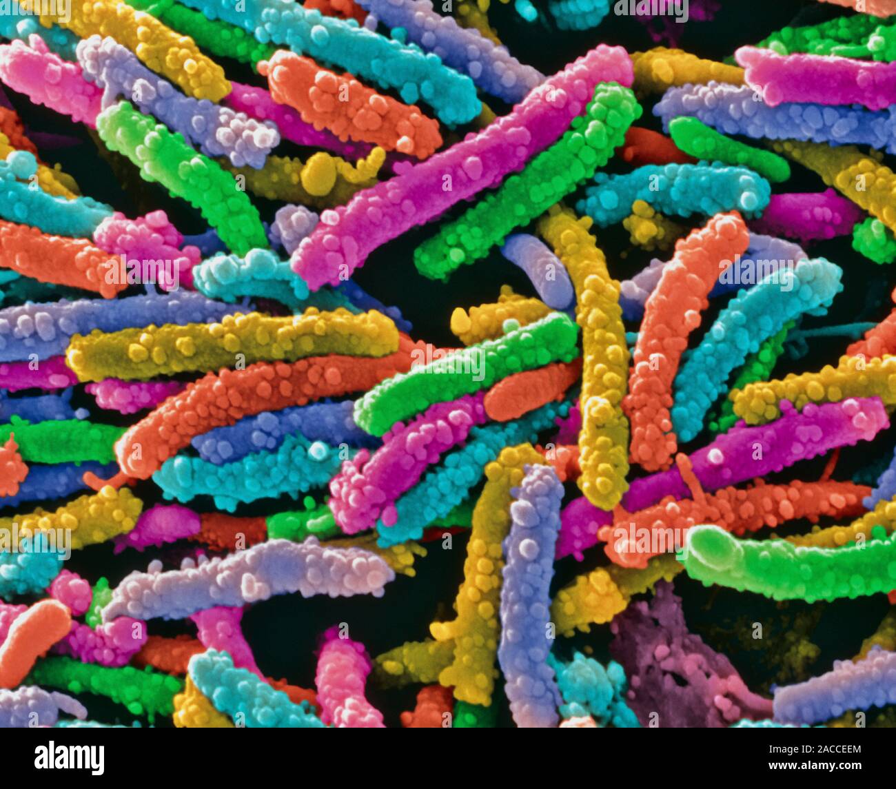 Bacteria. Coloured scanning electron micrograph (SEM) of unidentified ...