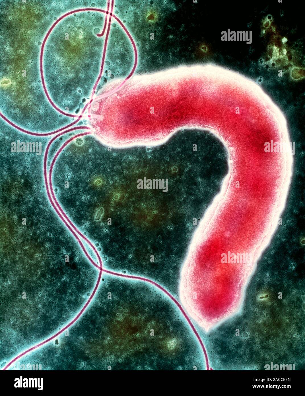 Helicobacter pylori bacterium. Coloured trans- mission electron micrograph (TEM) of a single ...